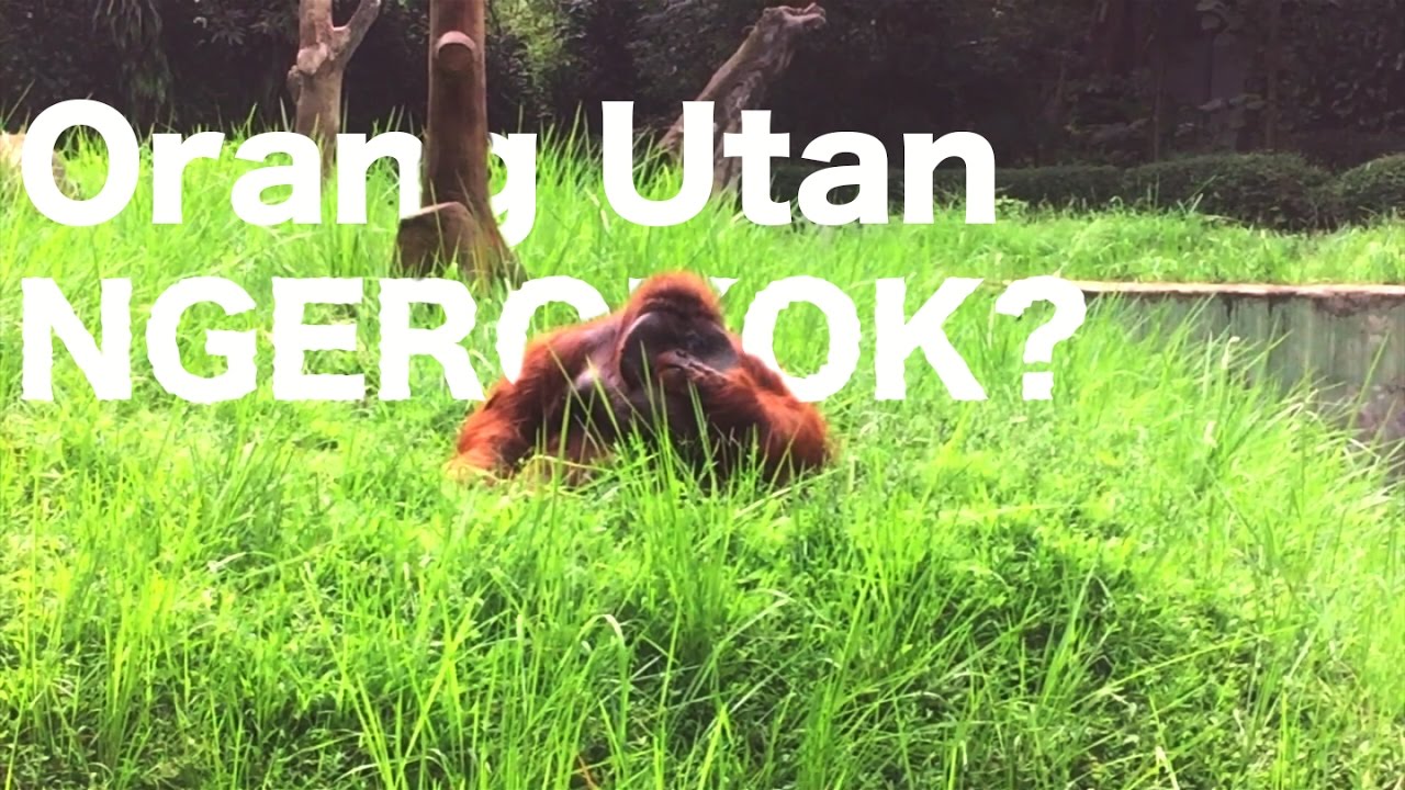 BERTEMU SI BERUANG KURUS DAN ORANG UTAN PEROKOK | KEBUN BINATANG ...
