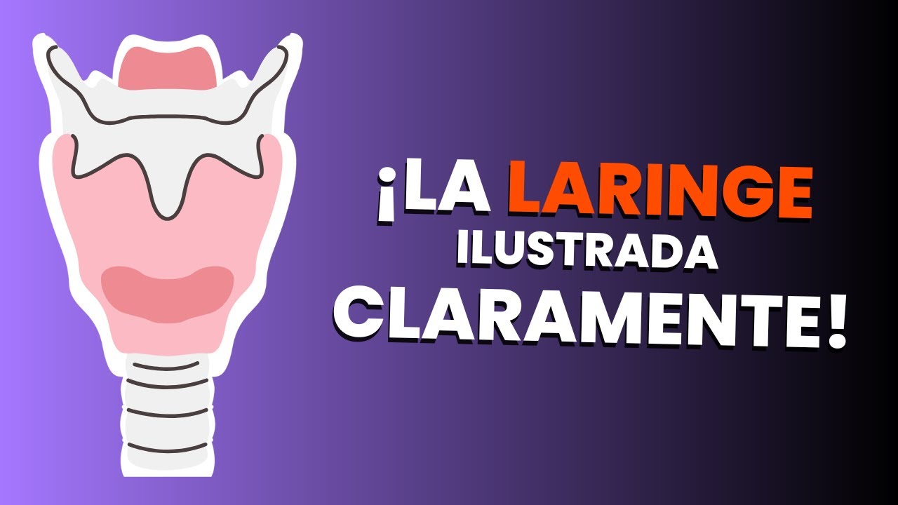 Anatomía de la LARINGE ilustrada y explicada CLARAMENTE - YouTube