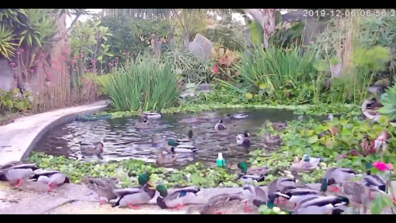 Wild & Crazy Ducks! =O - YouTube