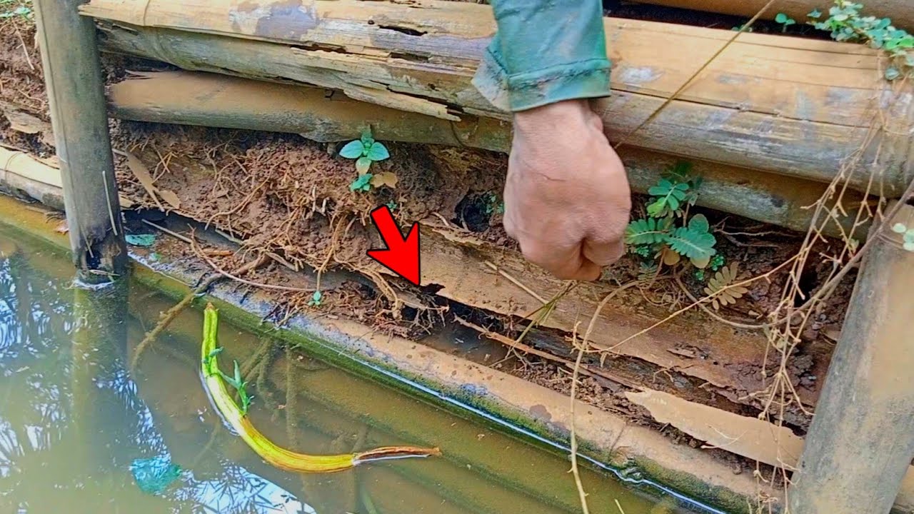 MANCING BELUT BESAR DI LUBANG ATAS SESEG BAMBU HASILNYA BIKIN TERKEJUT ...