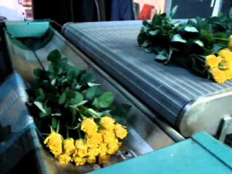 Jamafa Wrapping / Sealing Machine for Roses - Duijndam Machines - YouTube