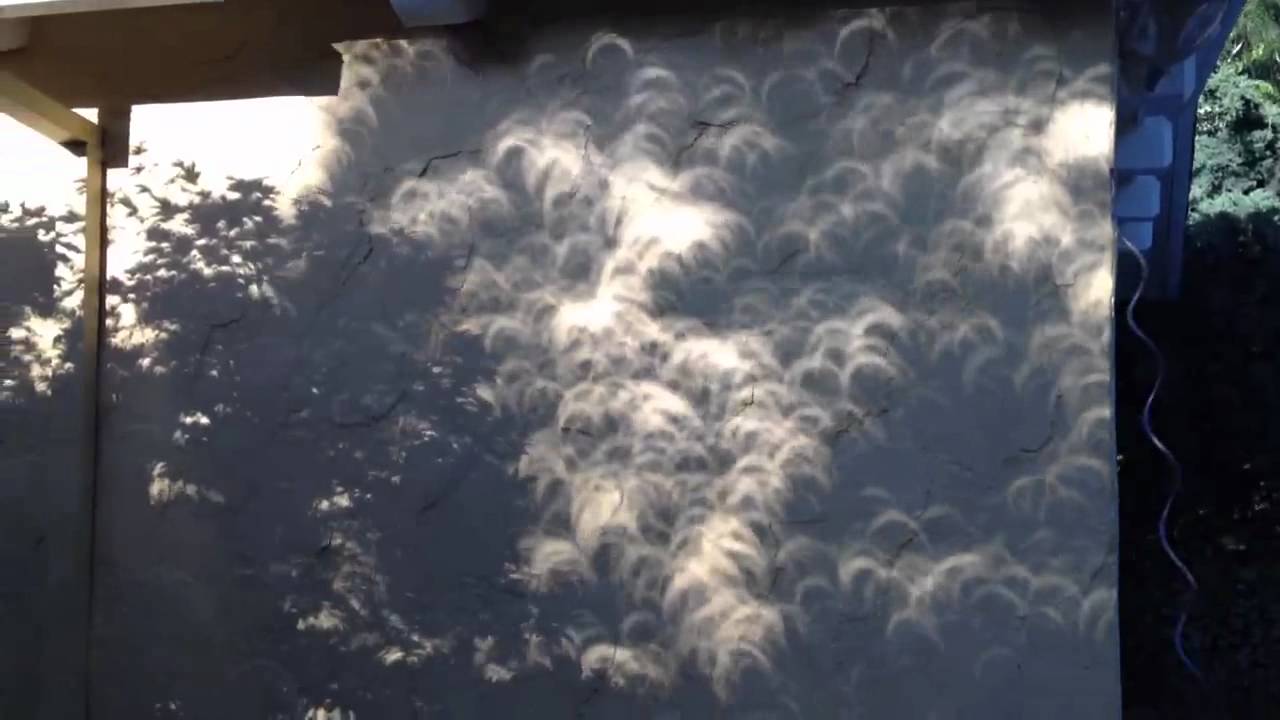 Solar eclipse maple leaf shadows - YouTube