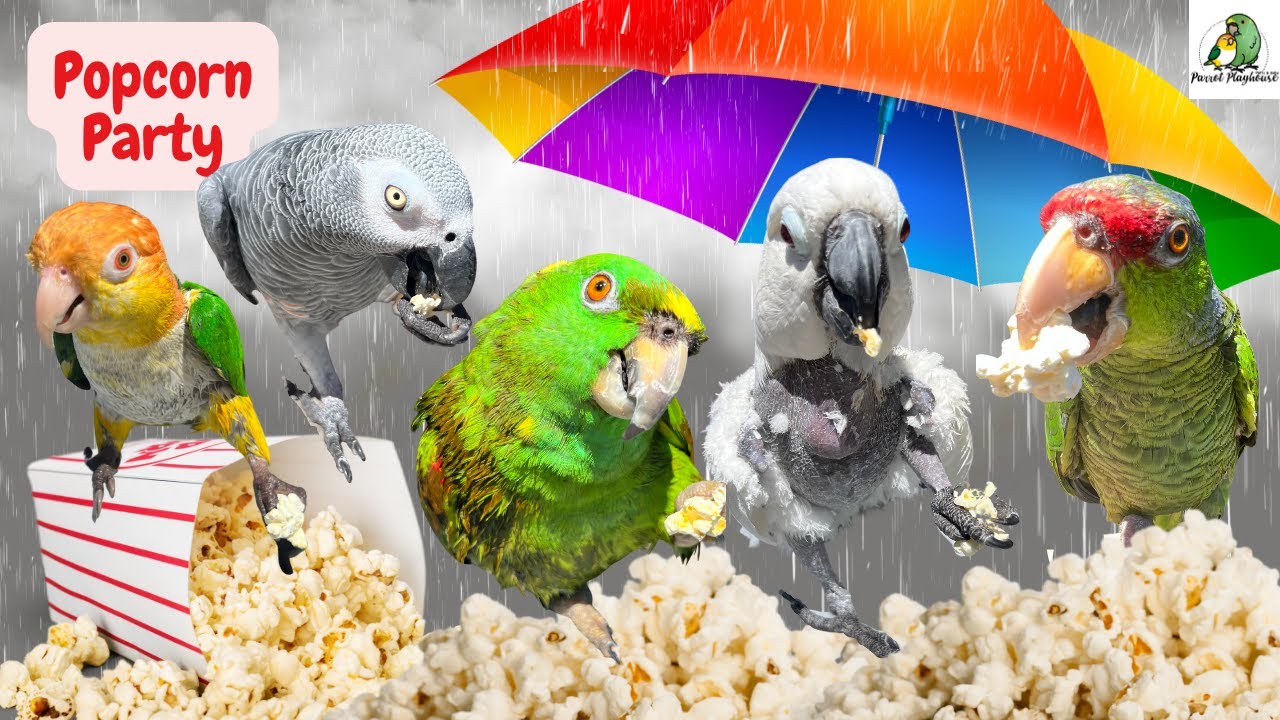 My Parrots Reaction To A Popcorn Party In the Rain - YouTube