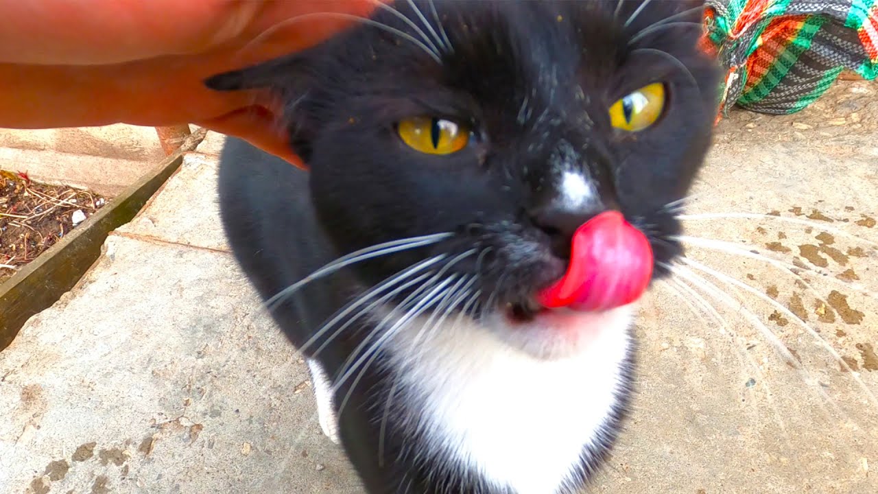 Very hungry stray Cat sits on the street - YouTube