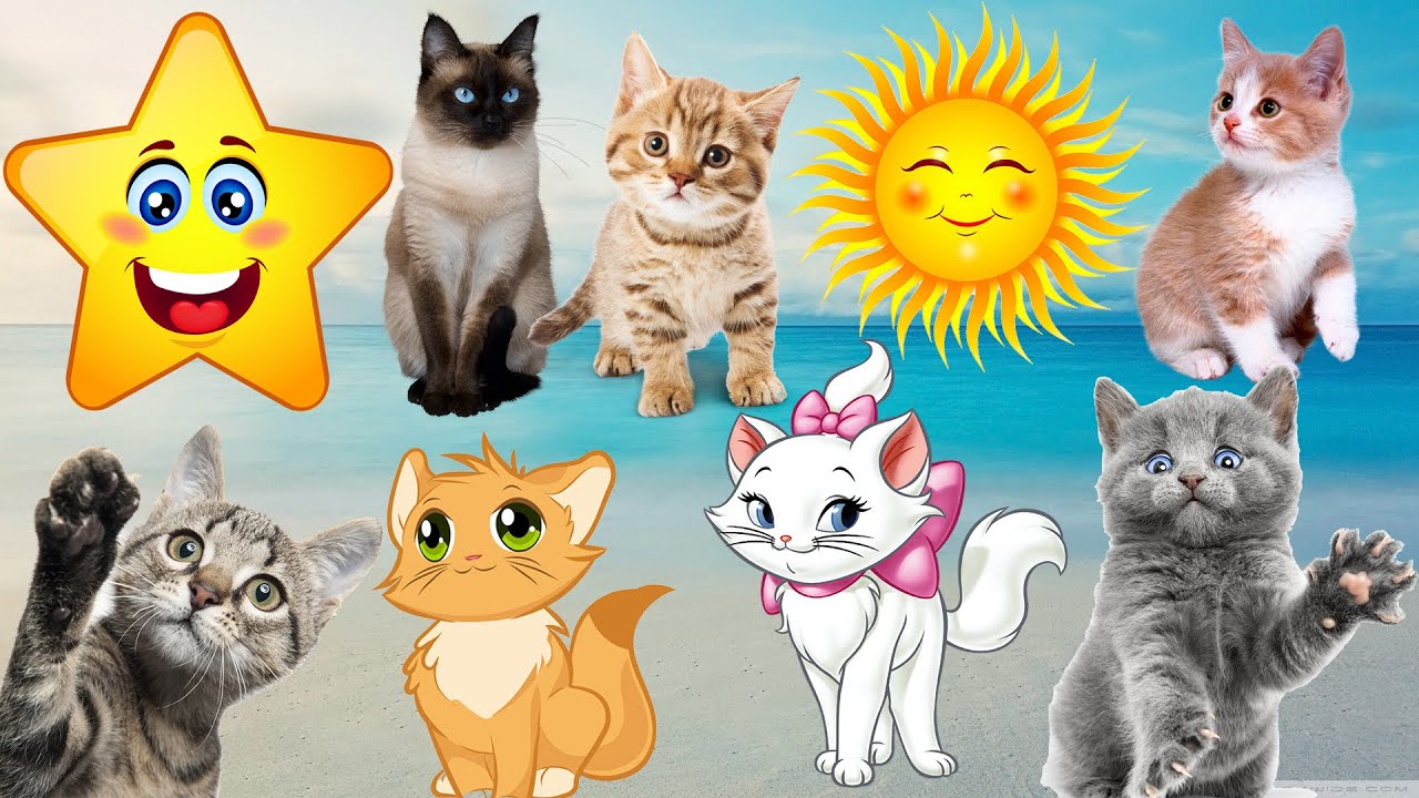 The world of cats - Cat meows, animals close to humans - YouTube