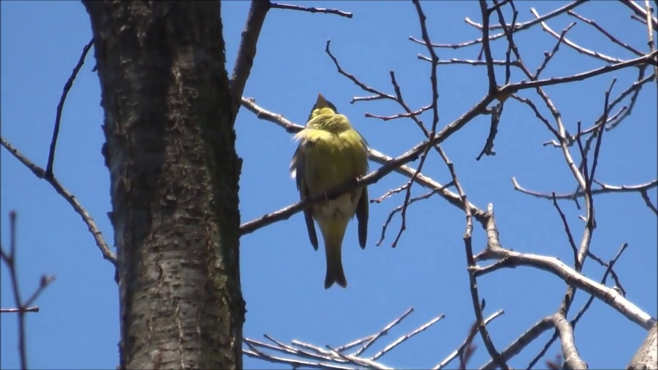 Greenfinch song - YouTube