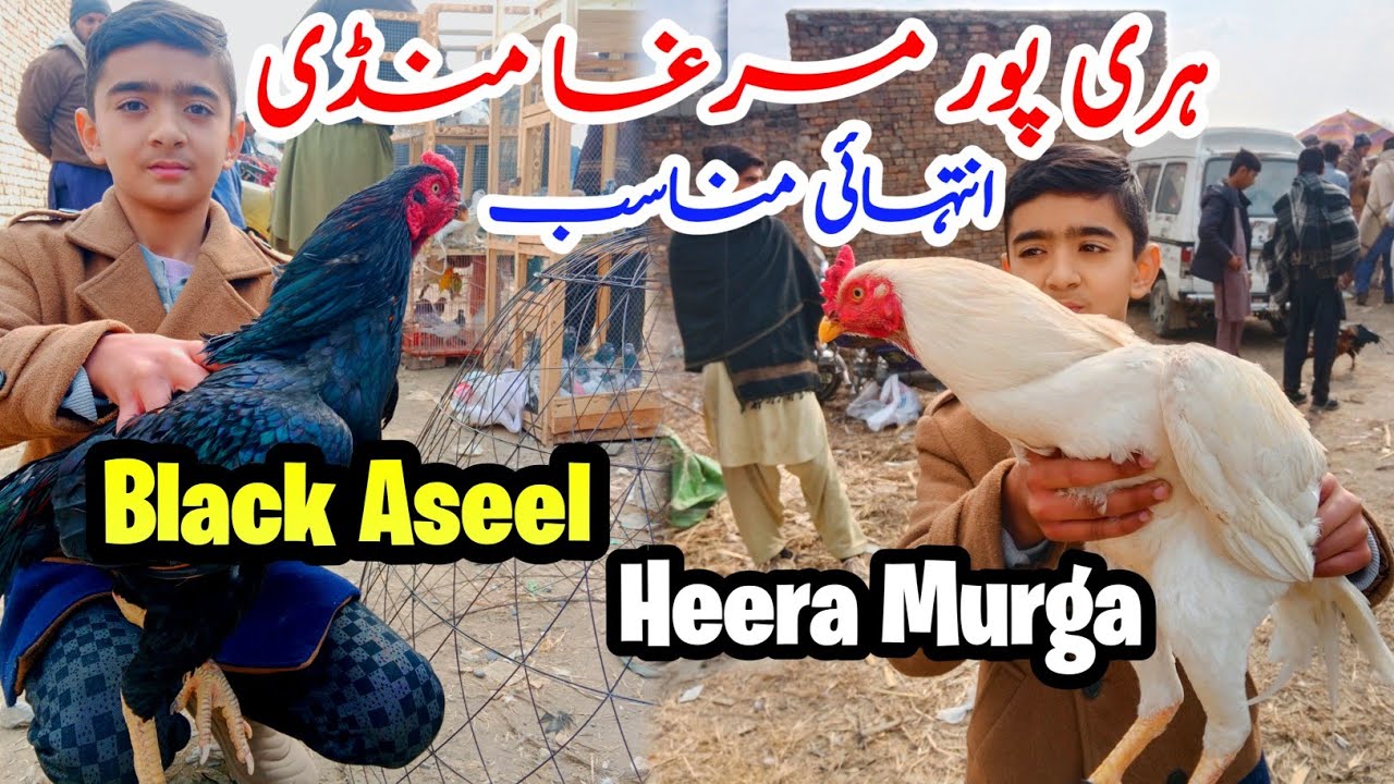 Thursday Aseel Murga Mandi Visit Vlog || White java or black aseel 😍 ...