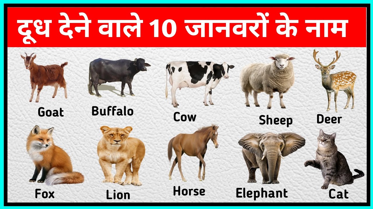 दूध देने वाले सभी जानवरों के नाम | Milk giving animals name | Dudh Dene ...