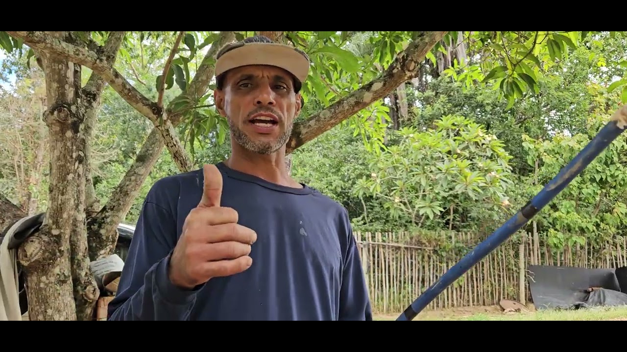Fazendo poda dos pés de morango e colocando gotejador - YouTube