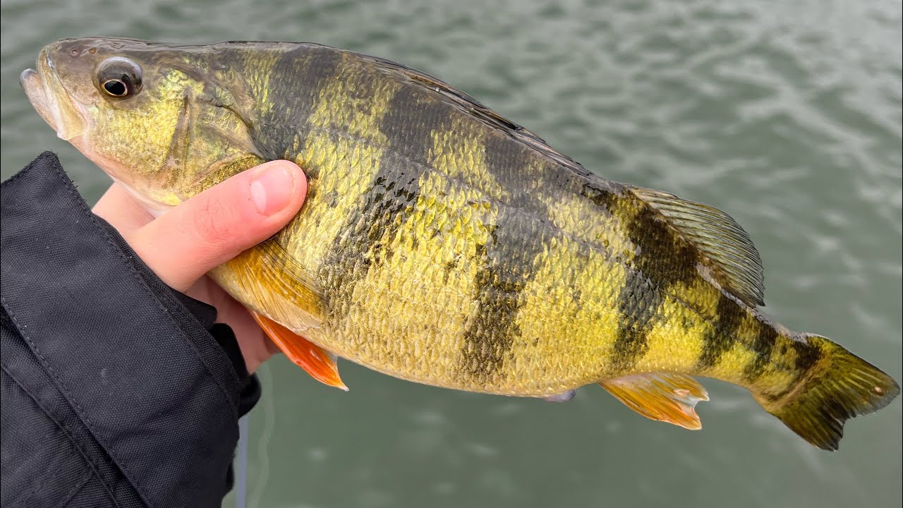 Jumbo perch open water fishing - YouTube