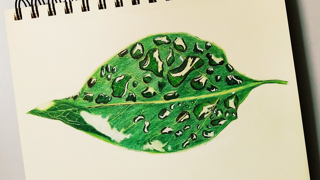Raindrops on a Leaf Drawing | How To Draw Water Drops on a Leaf With ...
