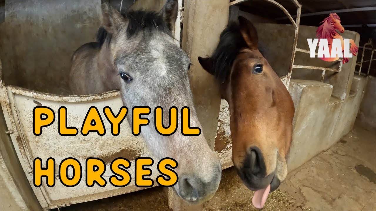 Two Horses Playing Together: Saddling and Riding Horses - YouTube
