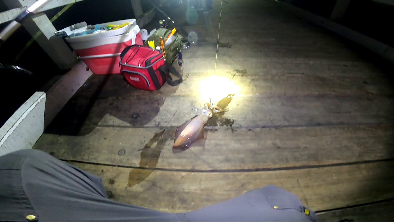 Squid Fishing Point Lonsdale #squid #squidfishing #landbasdfishing # ...