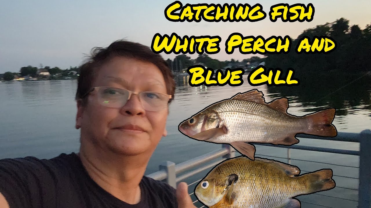 Fishing in Maryland 2022 | Wilson Point Park EP-22 - YouTube