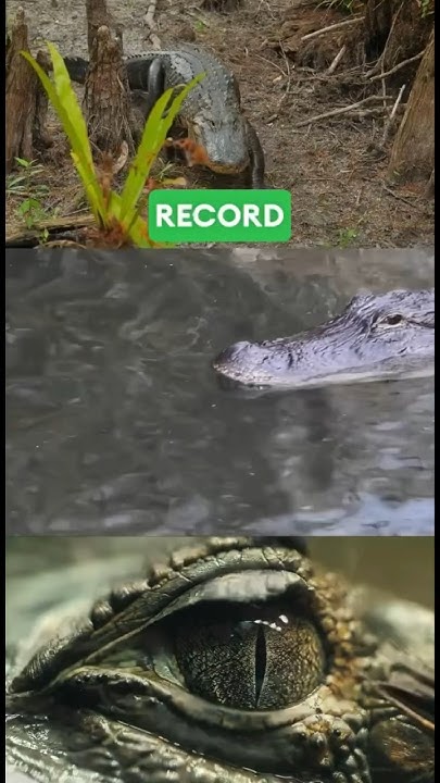 How big can alligators get? #animalfacts #wildlife - YouTube