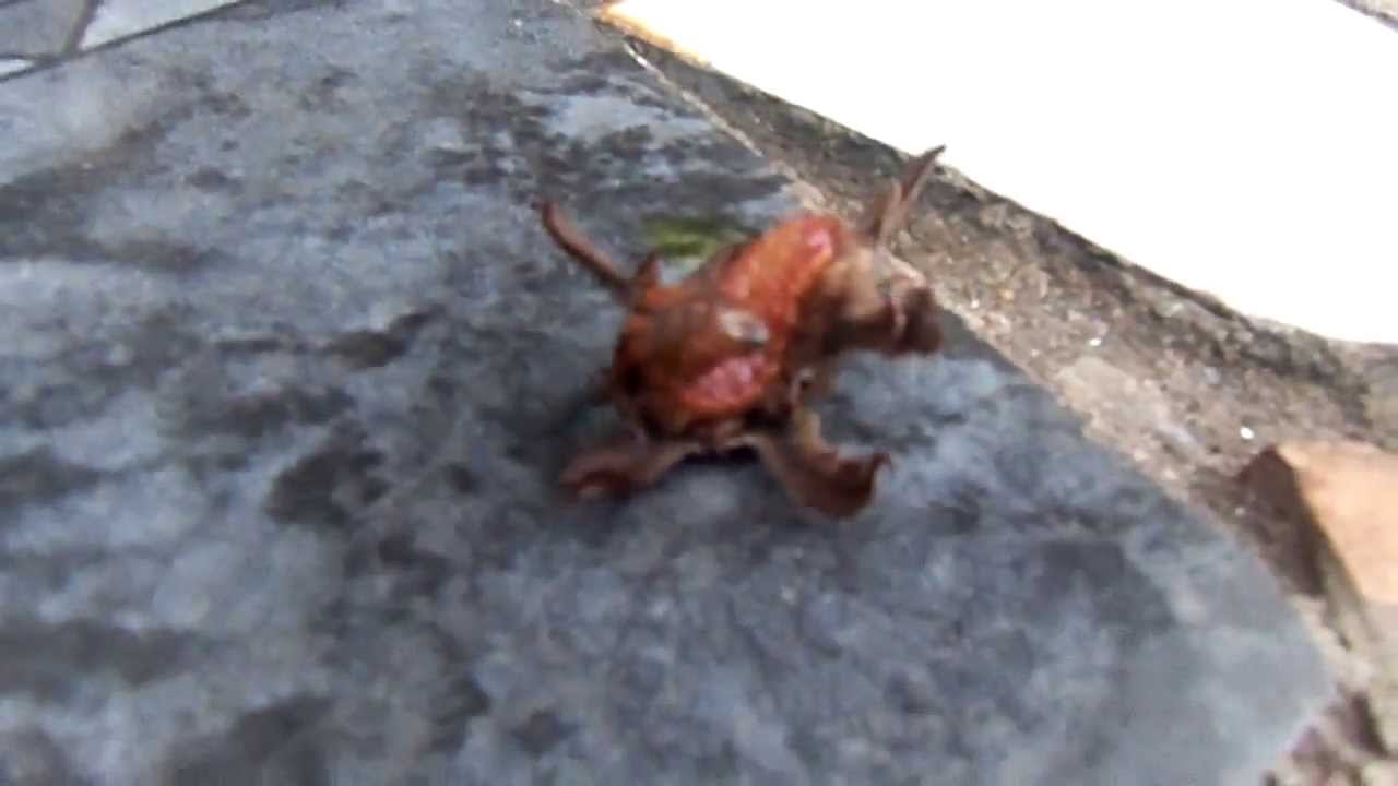 strange beast alien - bicho esquisito - YouTube