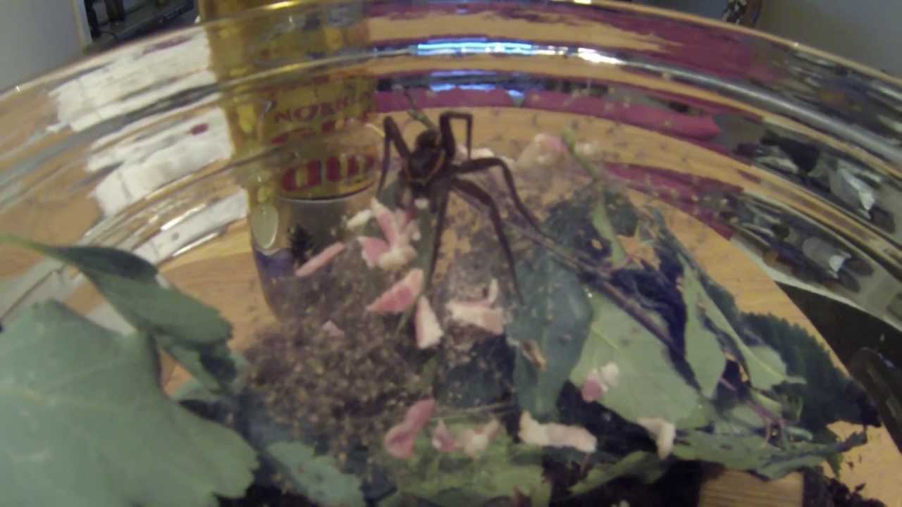 Big spider eats bacon - YouTube
