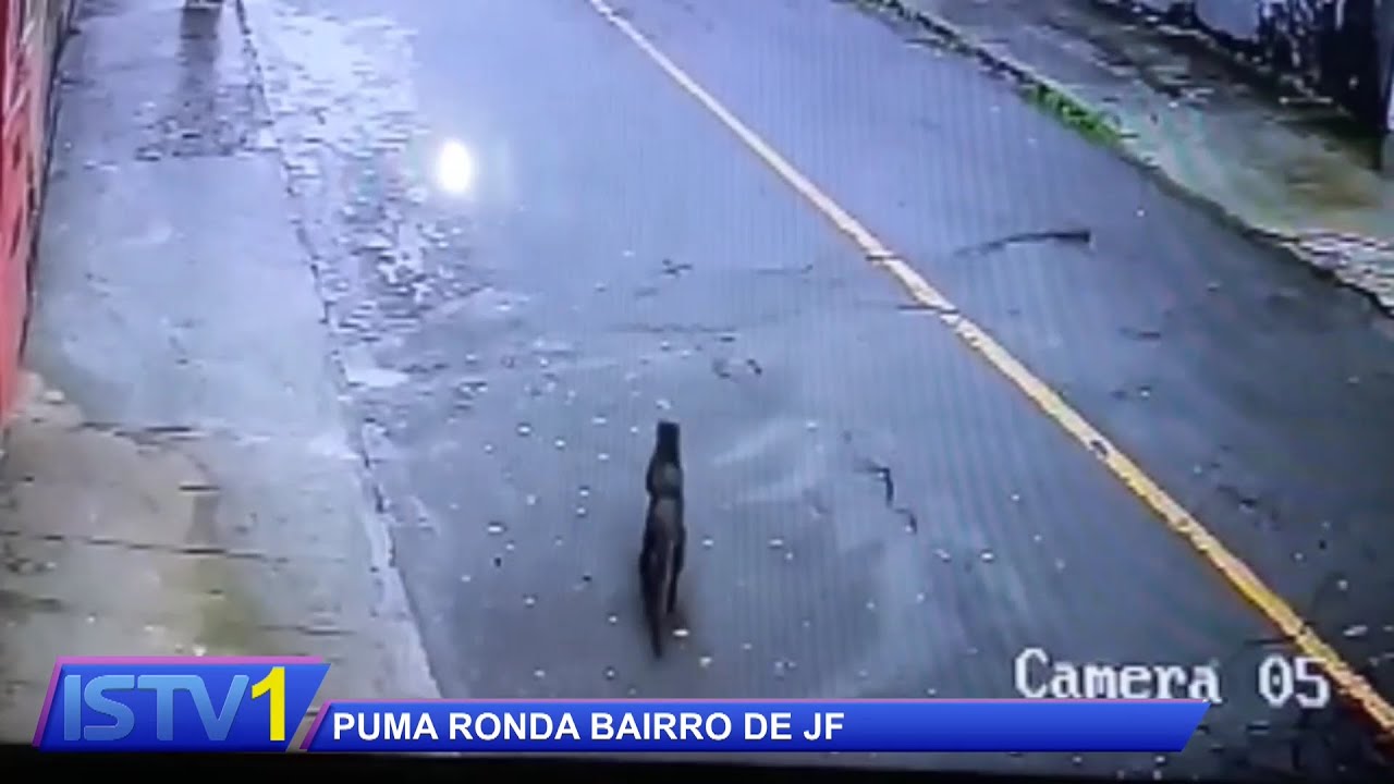 PUMA SELVAGEM INVADE CASAS EM JUIZ DE FORA - YouTube