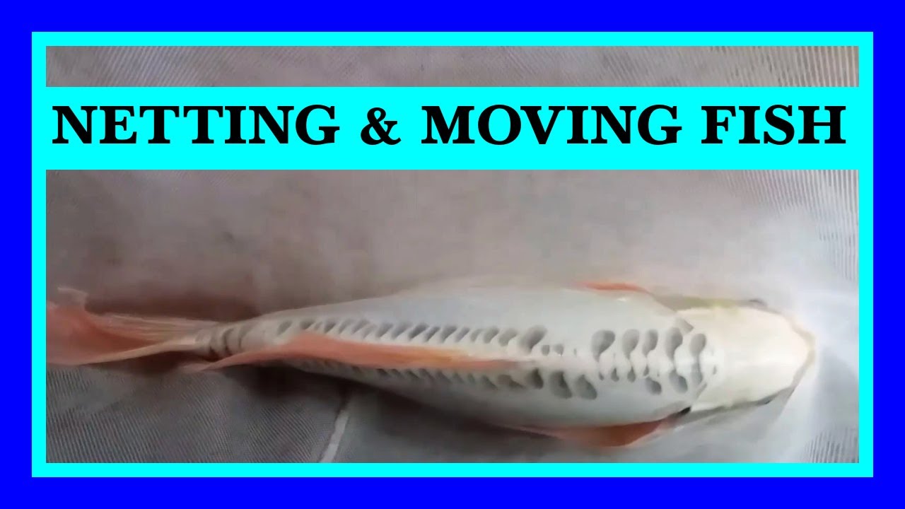Episode 9 - How To Safely Catch & Move Koi and Other Fish! - YouTube