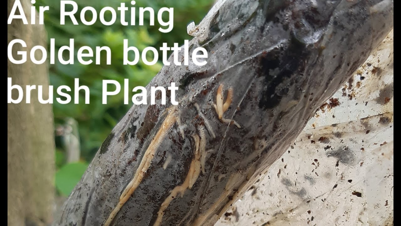 Air rooting result golden bottle brush plant - YouTube