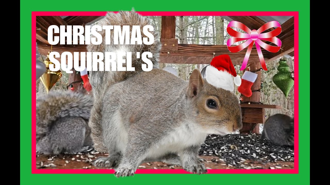 Squirrel Mania Live Streaming of Chipmunks Squirrels and Birds - YouTube