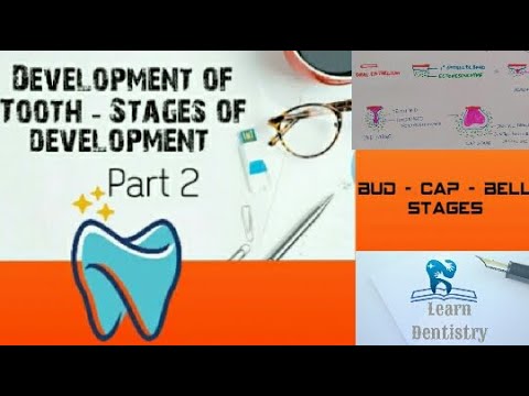 Development of tooth I Stages of development I Oral Histology I Part 2 ...