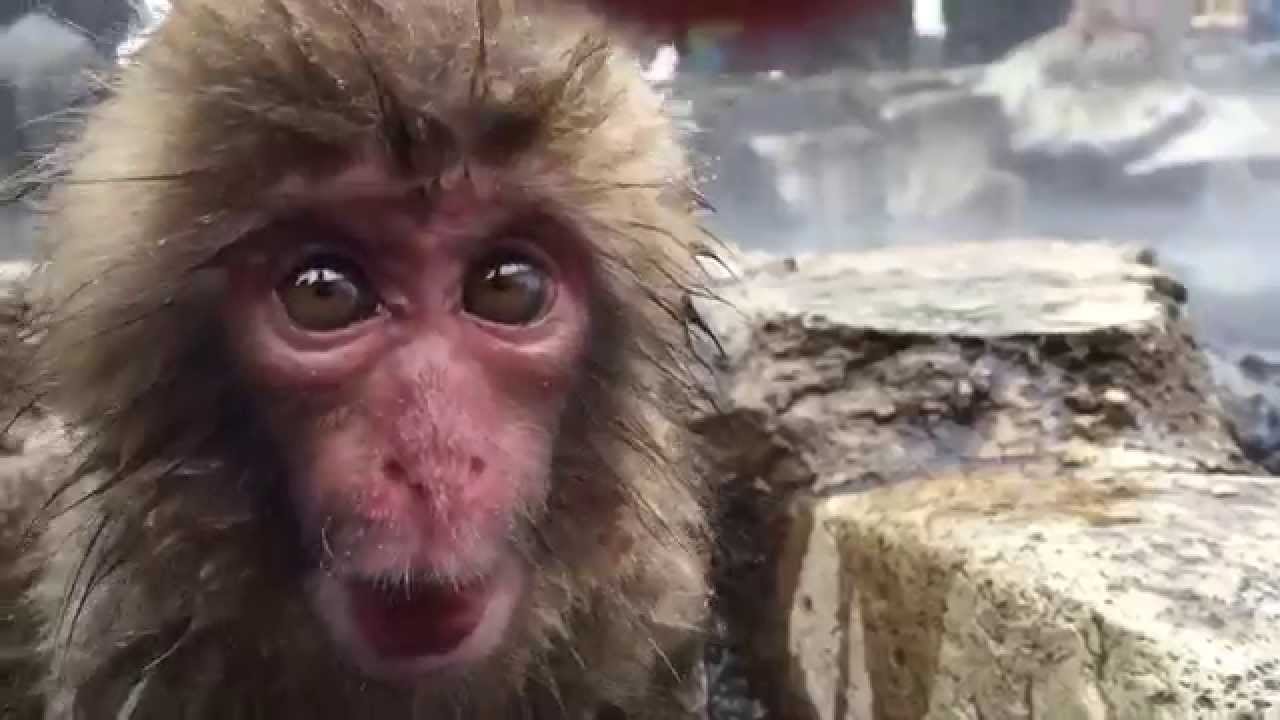 Japanese Snow Monkeys (funny) - YouTube