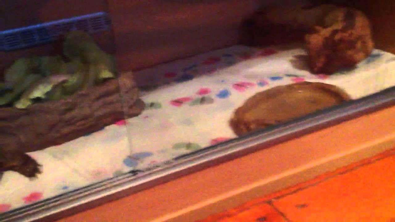 My Russian Tortoise Set Up - YouTube