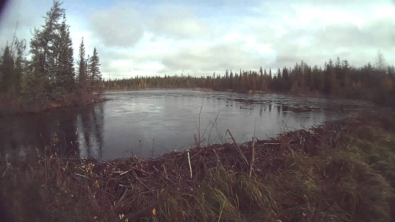 Le Nordien - Un Barrage de Castor Énorme au Nord-du-Québec, Large ...