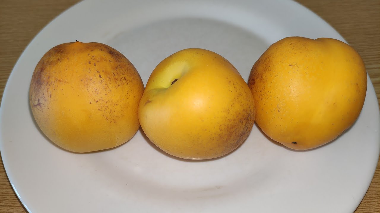 Yellow Nectarine (Prunus persica 'Necta Gold') - YouTube