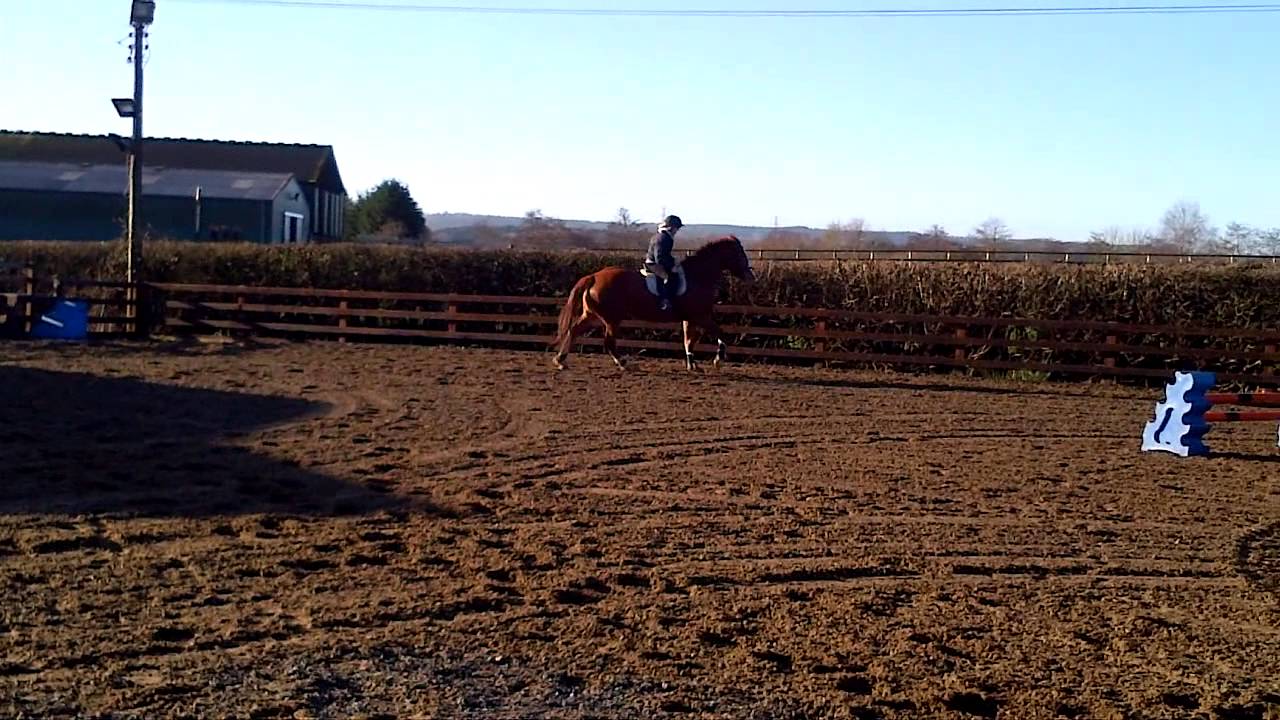 16.3 Chestnut Irish Draught x TB mare for sale - YouTube