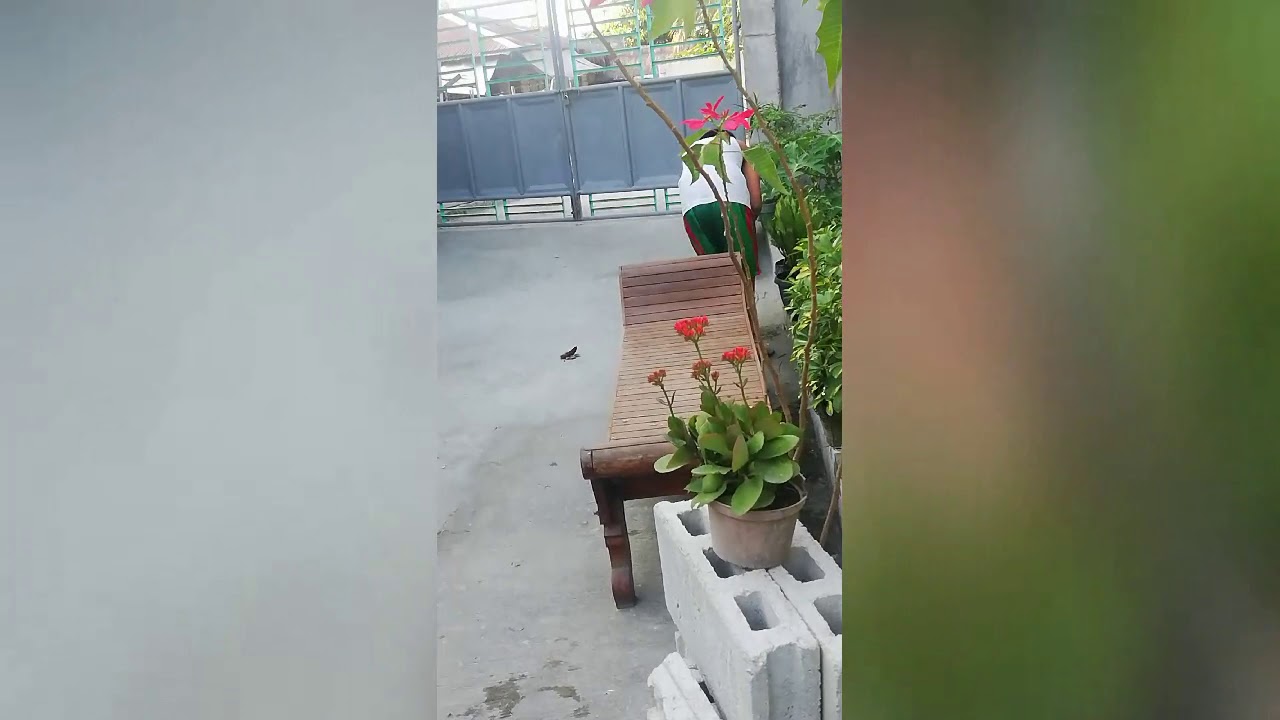 Paano mag dilig ng halaman. - YouTube