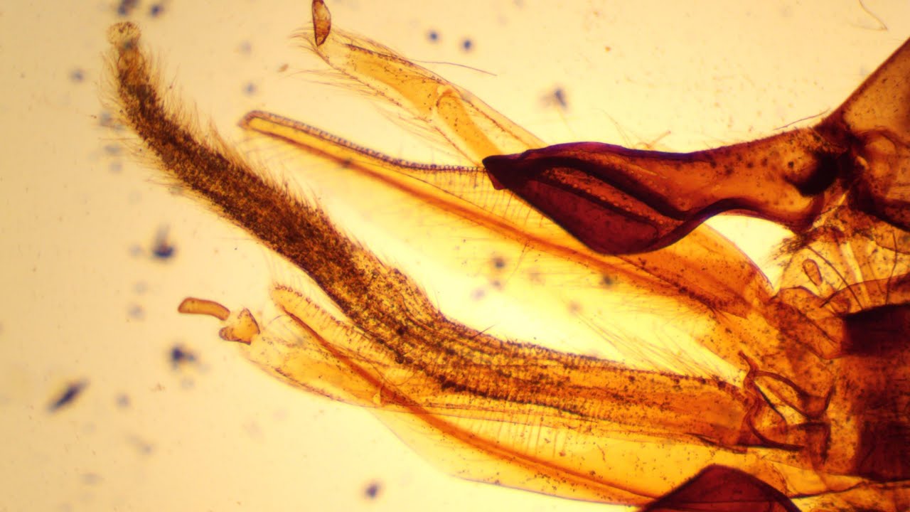 Fascinating Honeybee Anatomy! Under the Microscope - YouTube