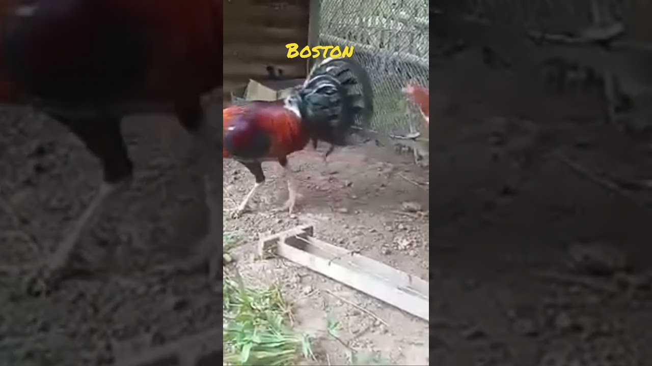 Roundhead Boston - YouTube