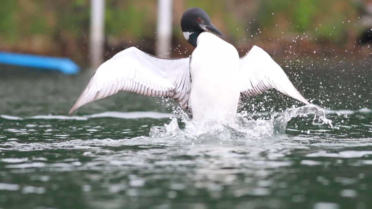Common Loon courtship and singing/calling - YouTube