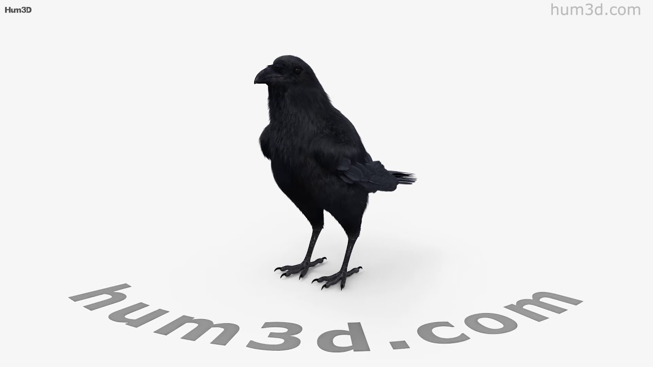 Raven 3D model by 3DModels.org - YouTube