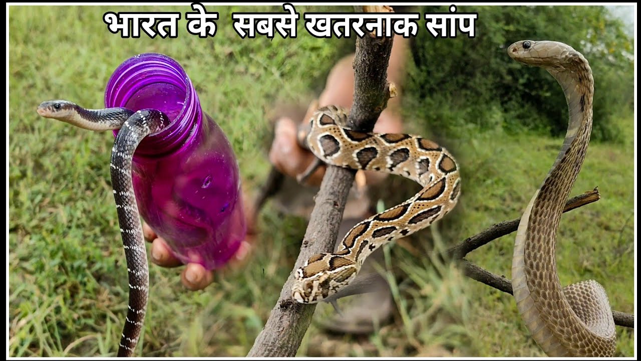 ||India's 3 Most Highly Venomous Snake Release in Forest ||भारत में पाए जाने वाले सबसे खतरनाक ...