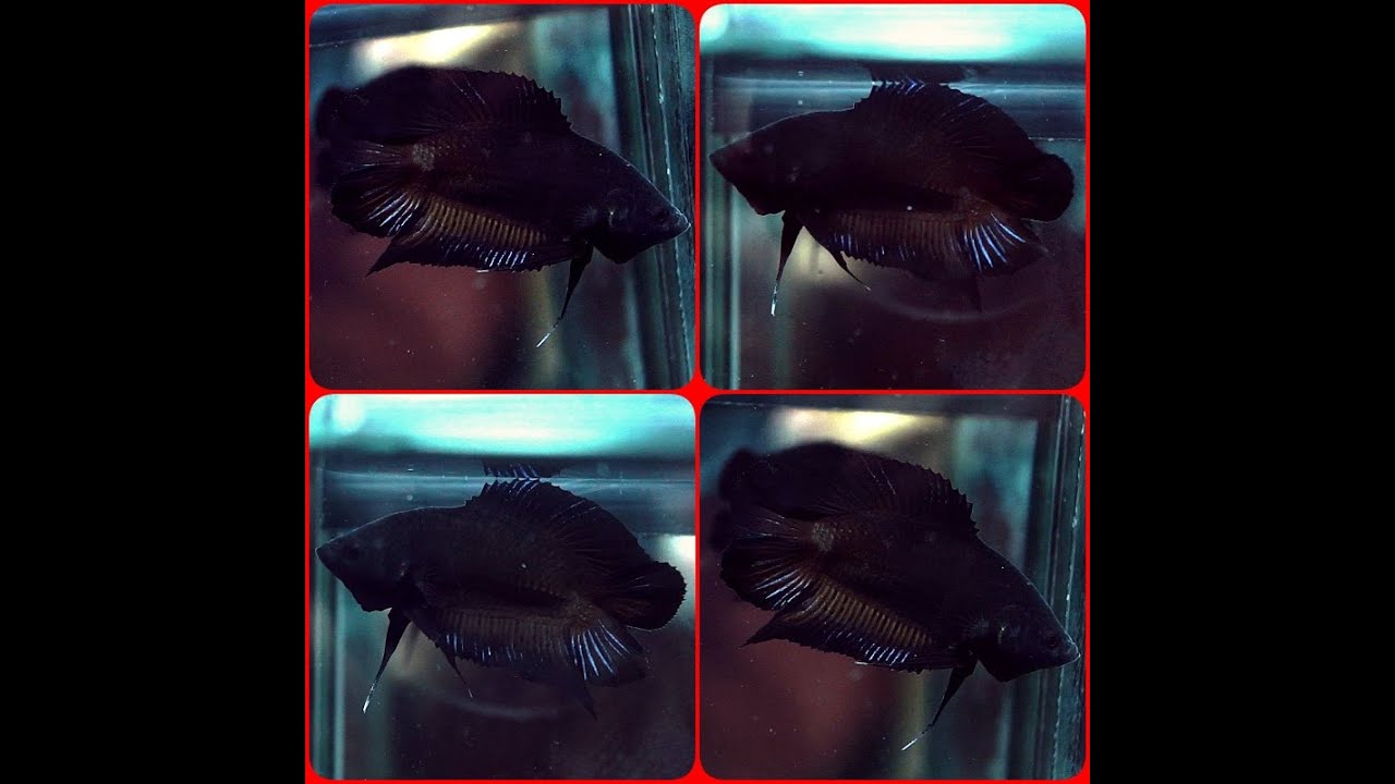 A447 Solid Color SUPER BLACK DTPK Male Betta Fish - YouTube