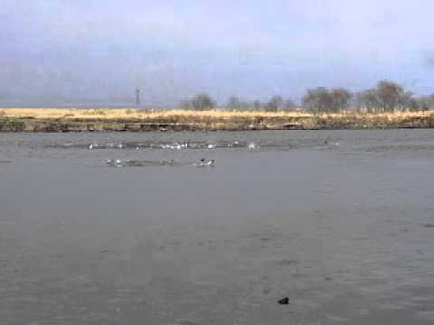 Silver carp jump during the earthquake 11/Mar/2011 Japan - YouTube