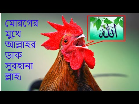 মোরগের মুখে আল্লাহর ডাক সুবহানাল্লাহ || Miracle Rooster Says Allah ...