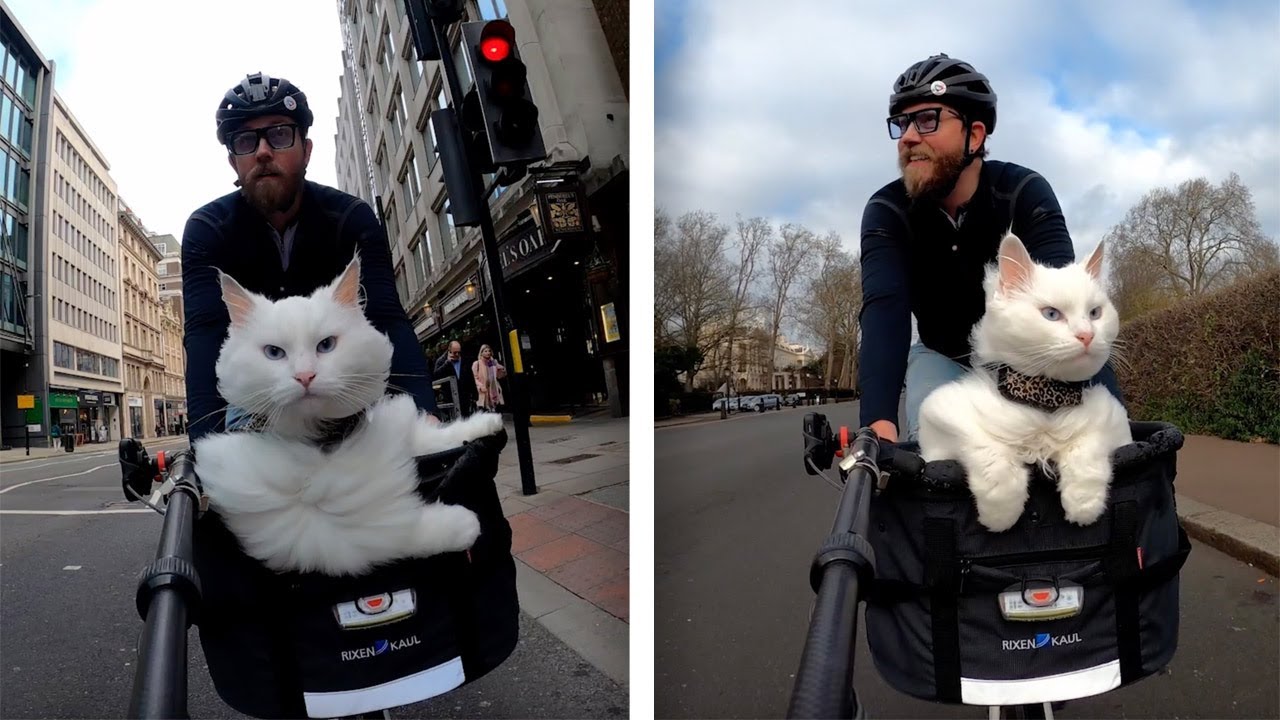 Cat Enjoys Bike Ride With Owner (Adorable Cat Videos) - YouTube