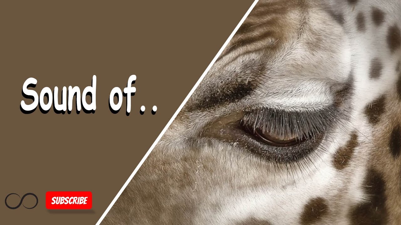 Animal Sounds for Children | @animalplanet | Sound of GIRAFFE - YouTube