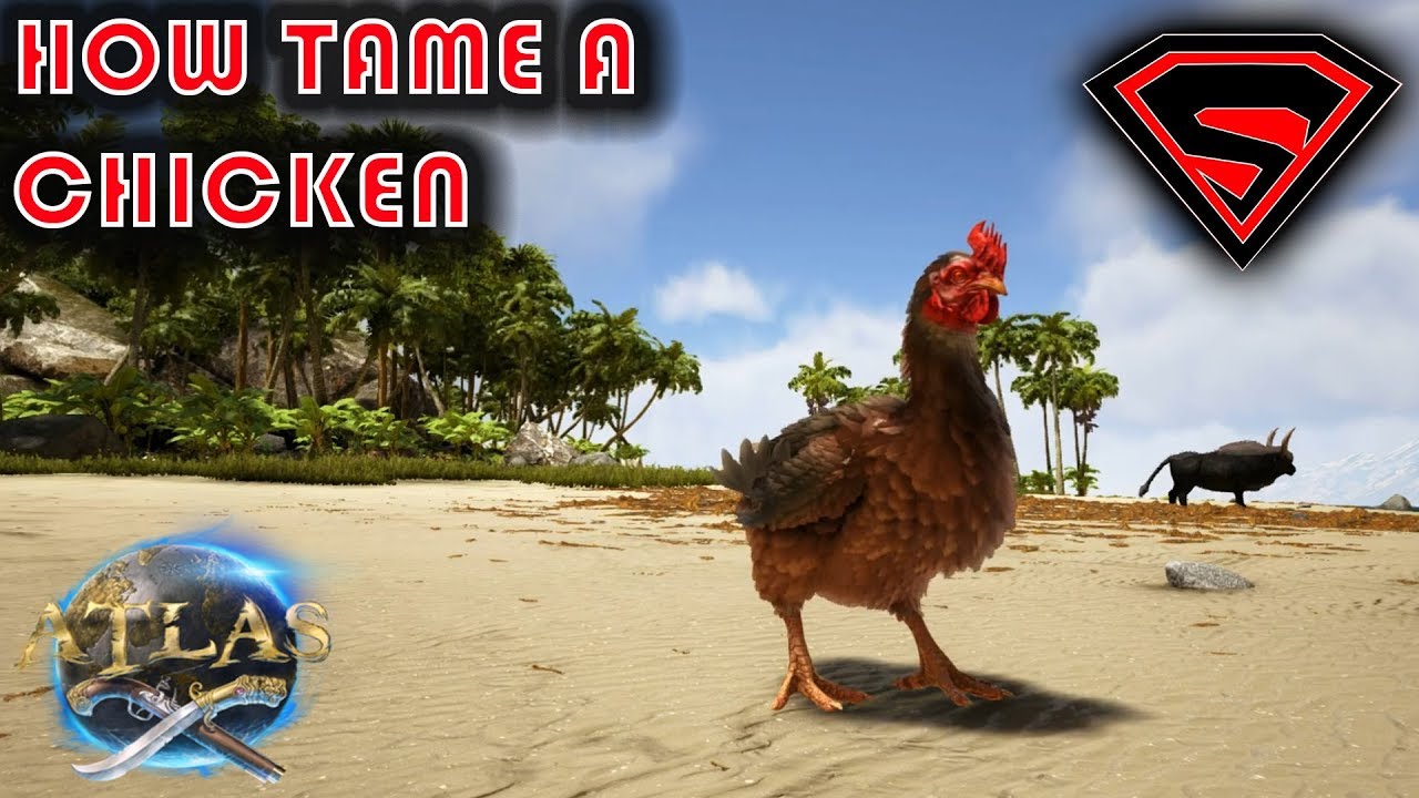 ATLAS HOW TO TAME A CHICKEN - ATLAS CHICKEN TAMING GUIDE - YouTube