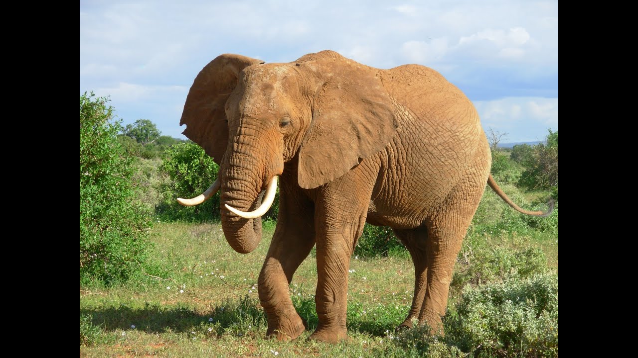 Modest elephant - YouTube