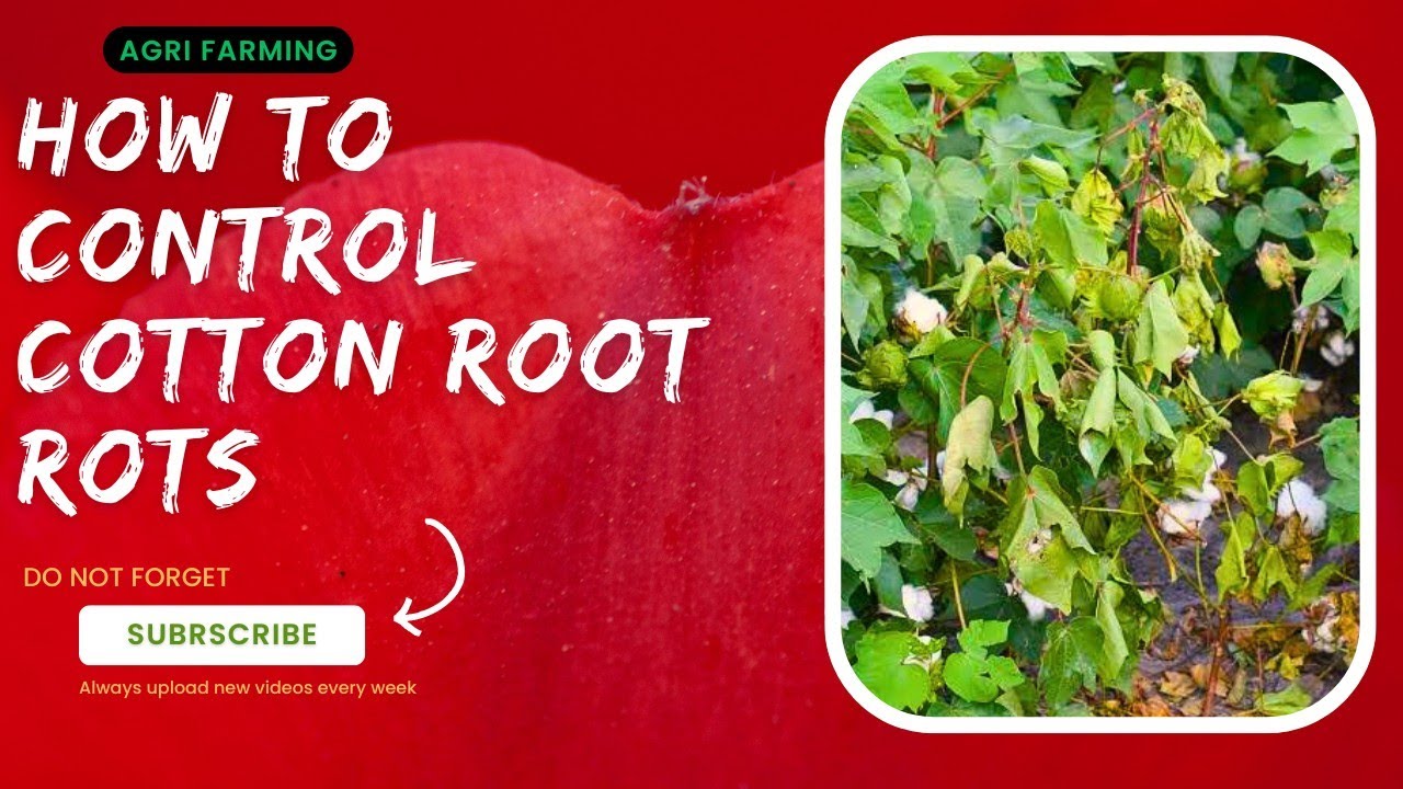 How to control cotton root rot | How to control cotton wilting | cotton ...
