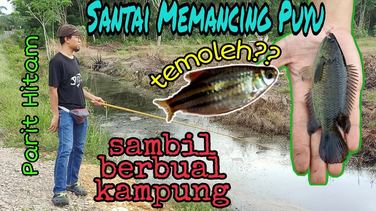 Santai Petang Memancing Puyu | Membawang Fishing | Ikan Temoleh? WAK ...