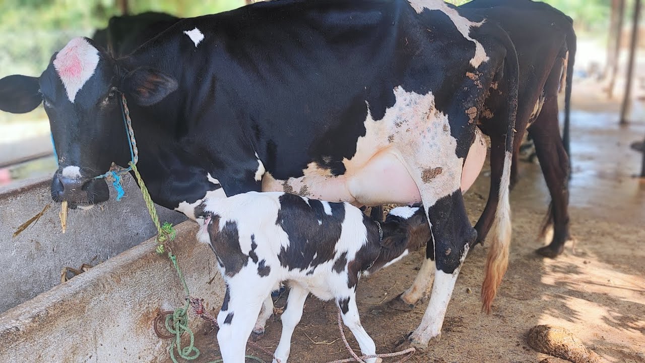 Pure HF cow give birth# Female Hf calf # Dairy farming#hf cows# ...