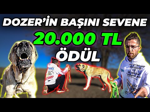 TASMASINI SÖKENE 100.000 TL, BAŞINI SEVENE 20.000 TL ÖDÜL! - Urfa Gureğh Dozer VS Soner