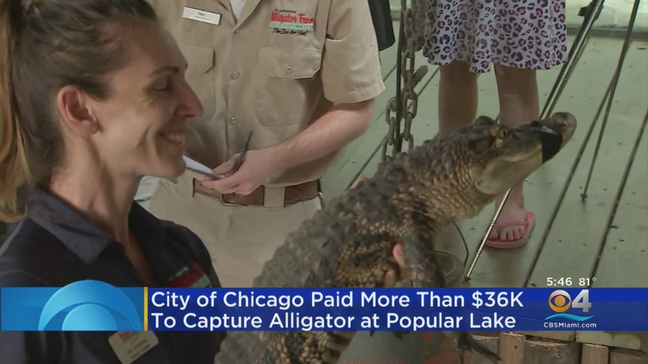 Hunt For 'Chance The Snapper' Cost Chicago More Than $33,000 - YouTube