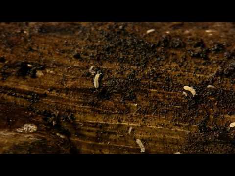 What Kind Of Termites Are In New Jersey